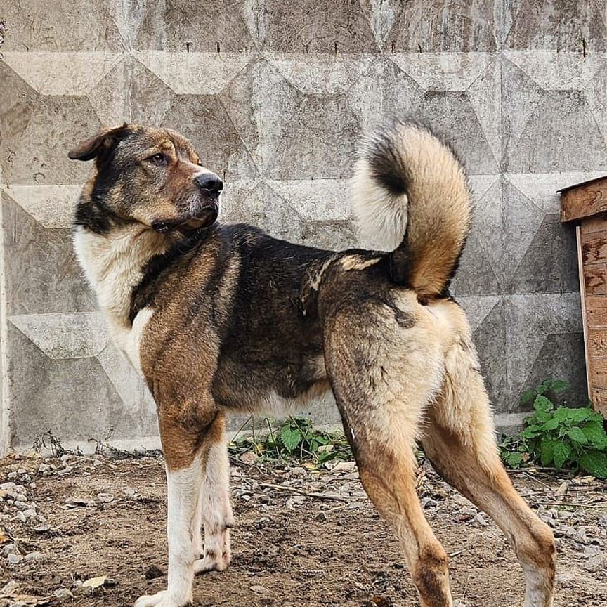 Собака в добрые руки