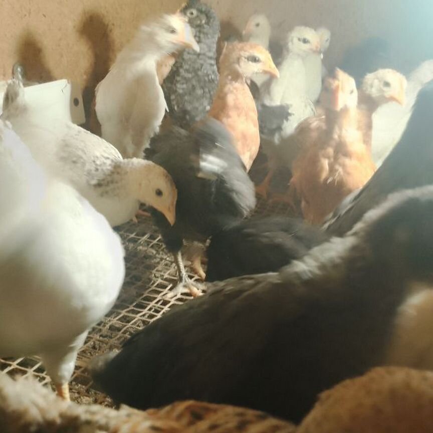 Цыплята несушки