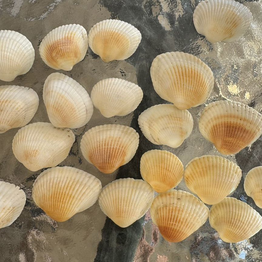 Ракушки килограмм