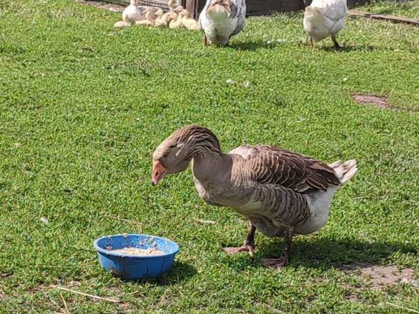 Гусь Холмогорский и Тульской горбоносой породы