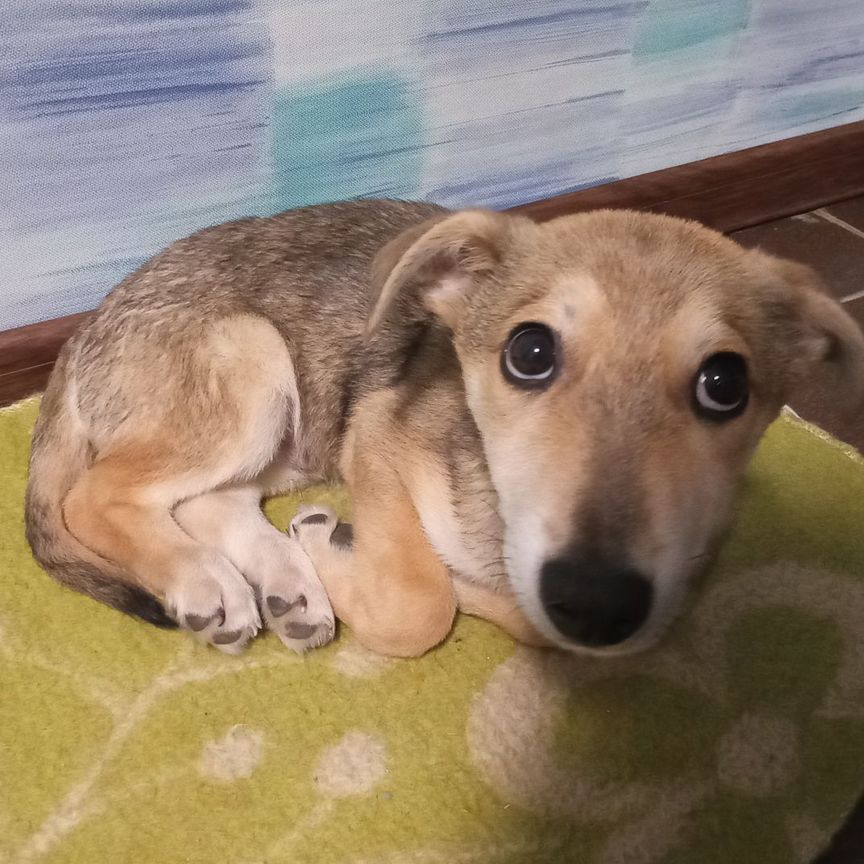 Отдам щенка в добрые руки