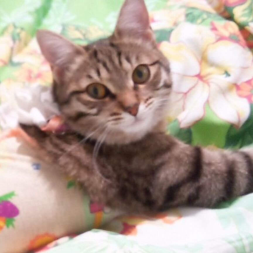 Взрослая, кошка в добрые руки