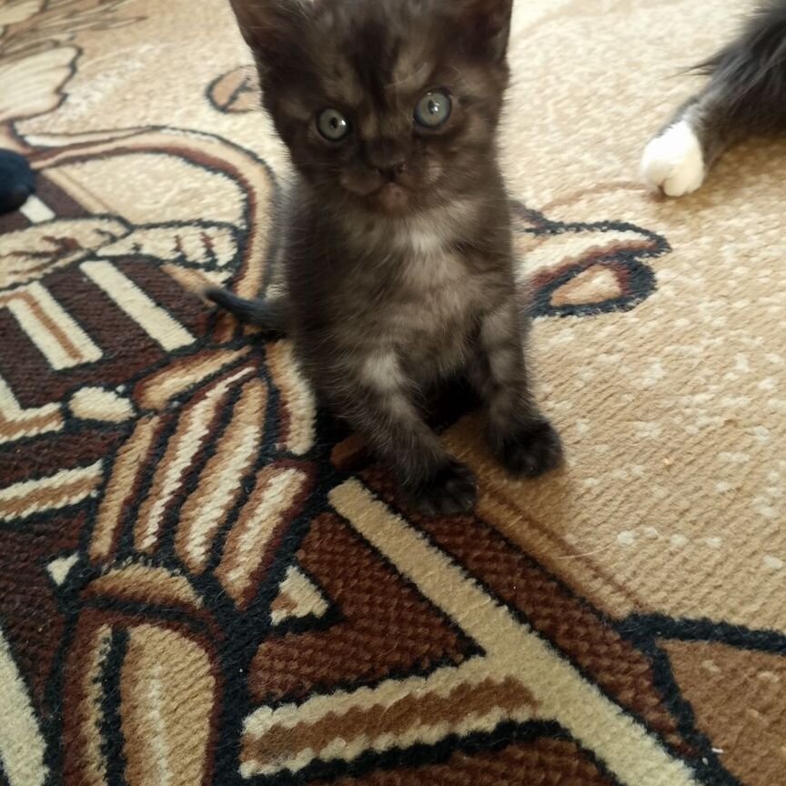 Котёнок