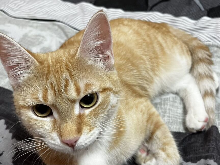 Кошка породистая