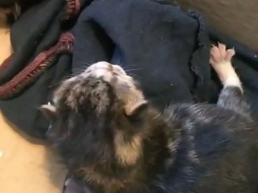 Ищем кормящую кошку