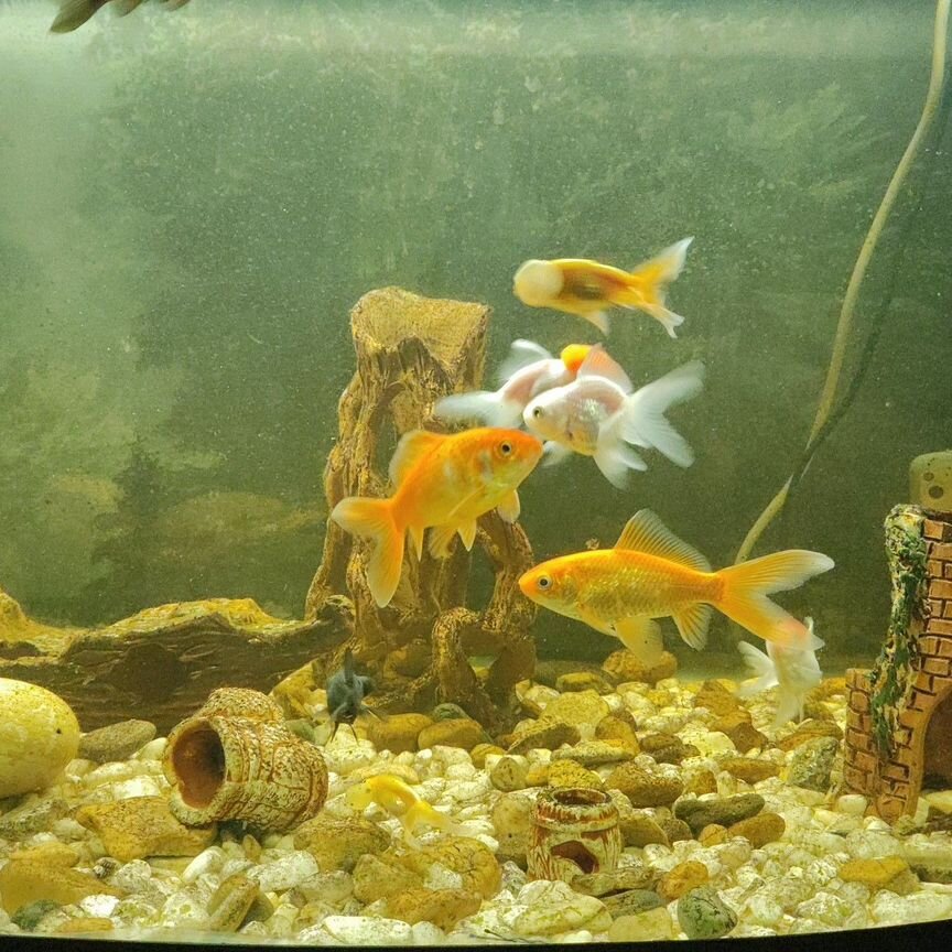 Аквариумные рыбы