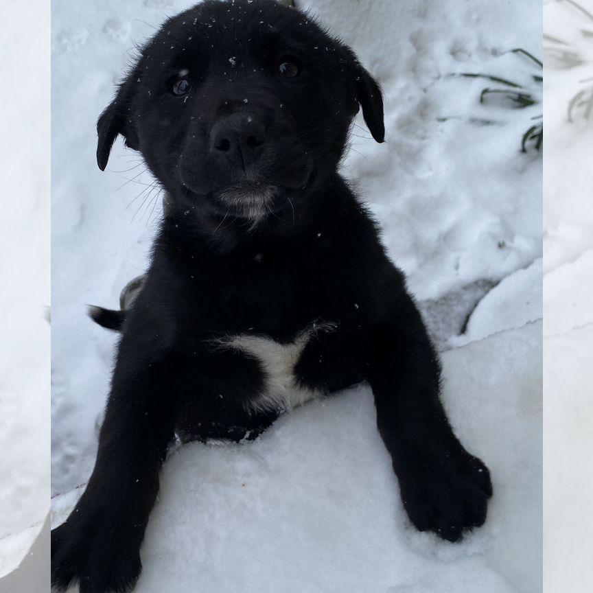 Щенок в добрые руки