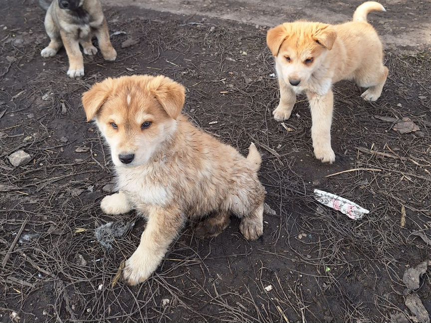 Щенки