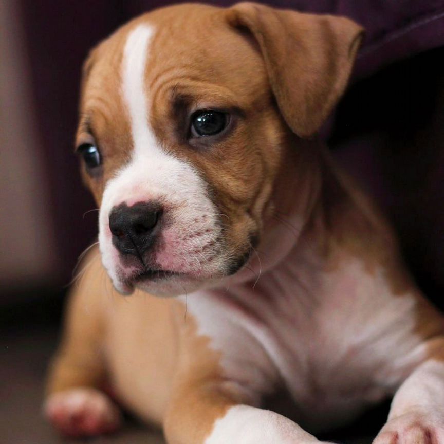 Щенки стаффа