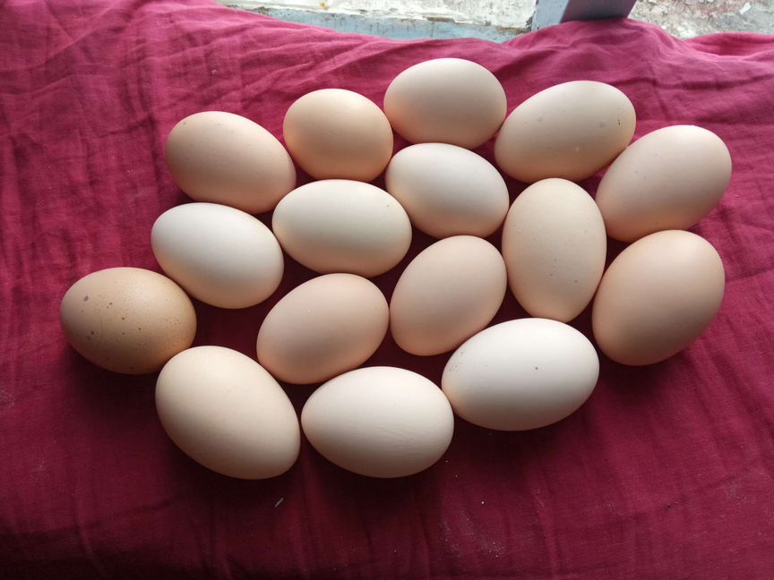 Домашние животные птицы