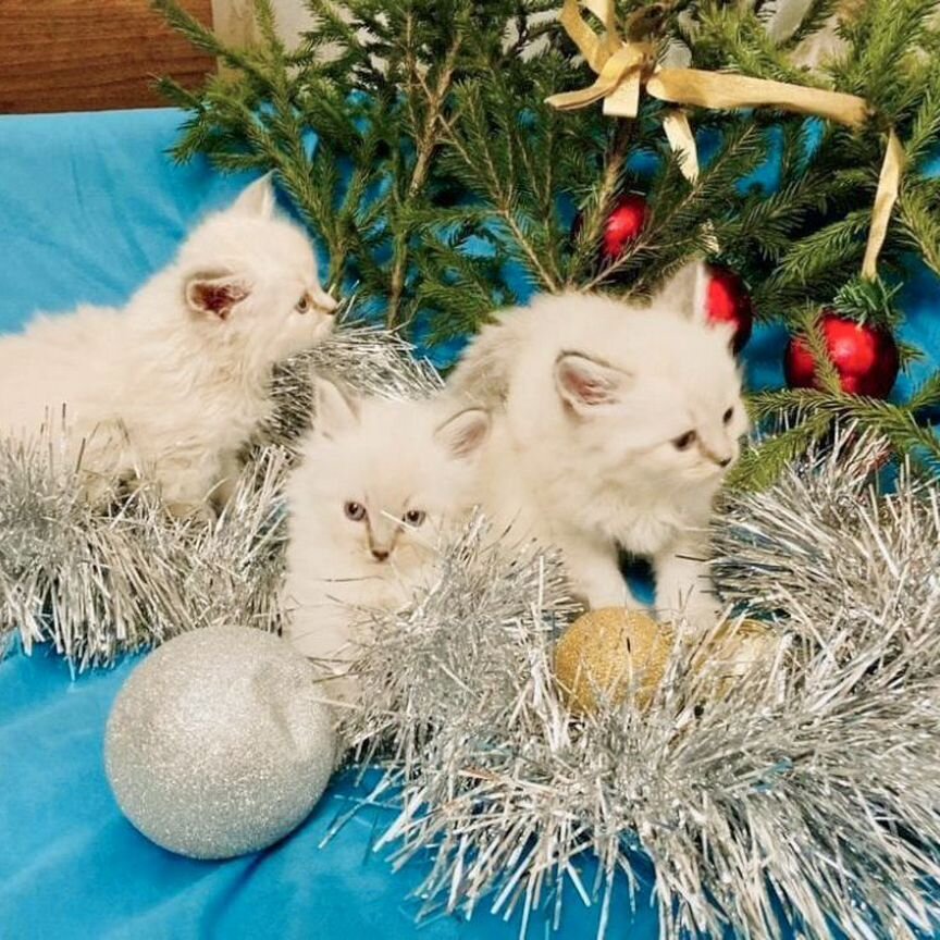 Невские котята