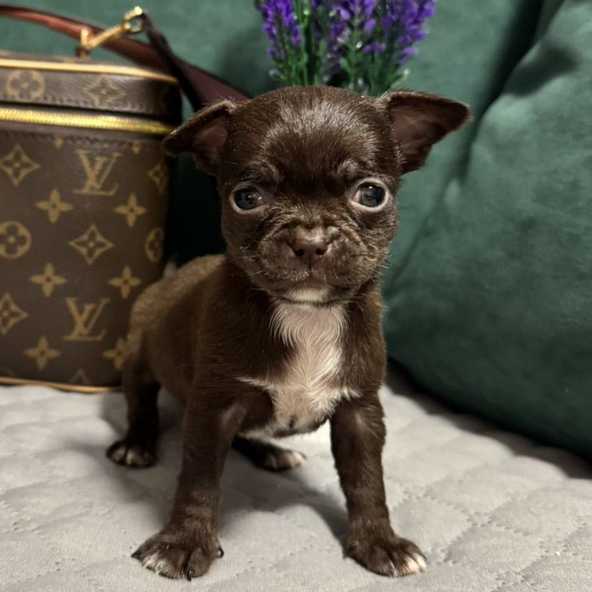 Чихуахуа, щенок