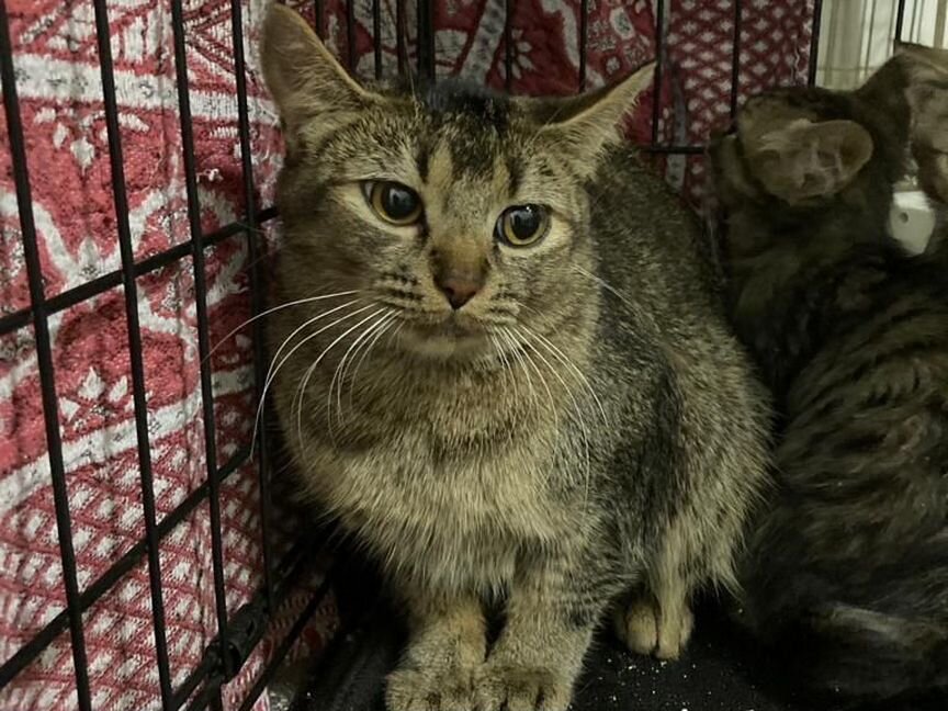 Очень милая кошечка 1,5 года в хорошие руки