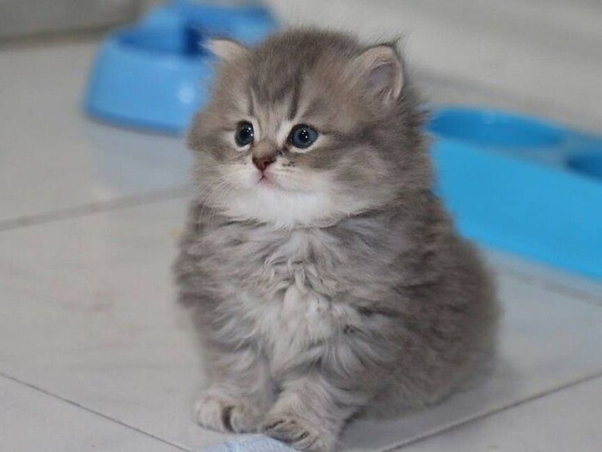 Милые шотландские котята