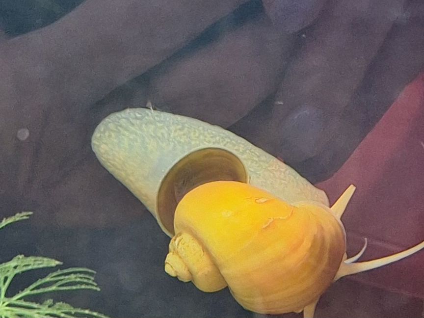 Улитки ампулярии детки