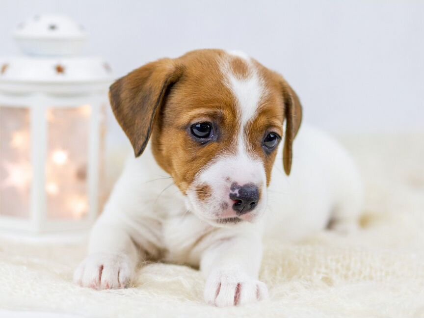 Джек Рассел терьер юная Мэрлин