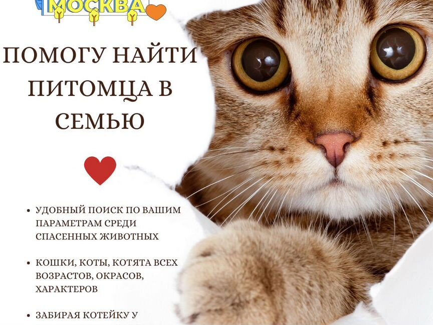 Помогу найти питомца для семьи, котики в дар