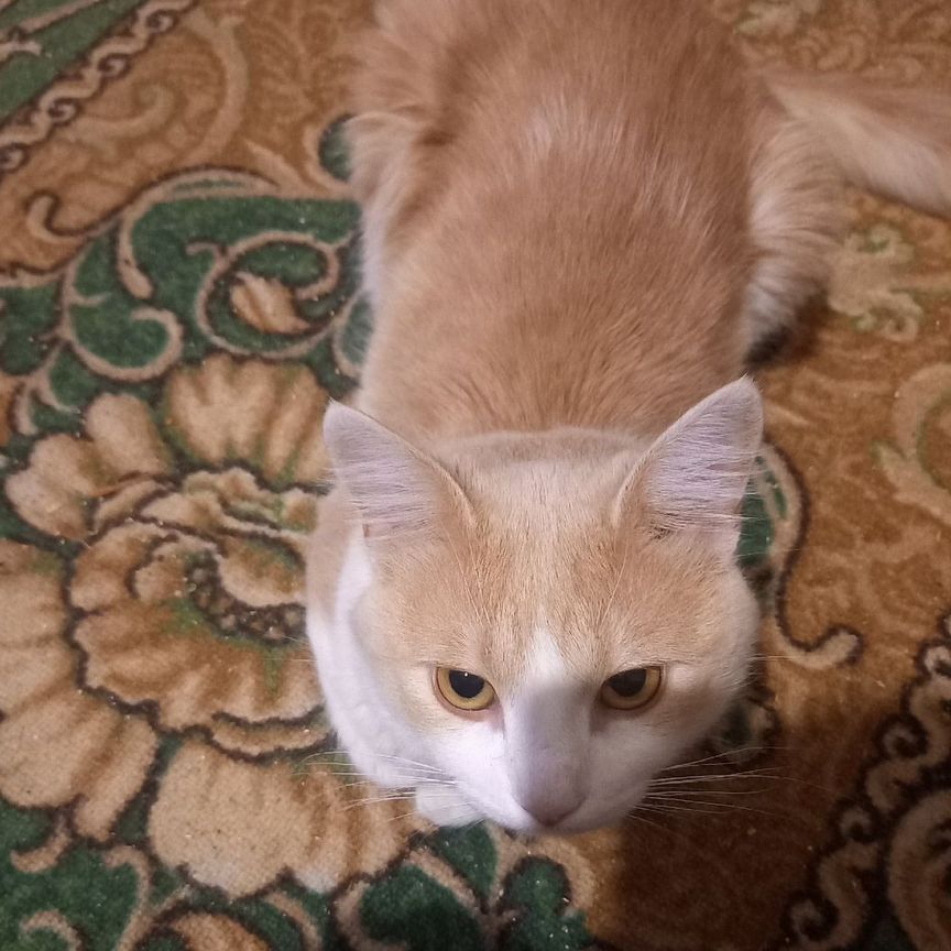 Взрослый кот в добрые руки