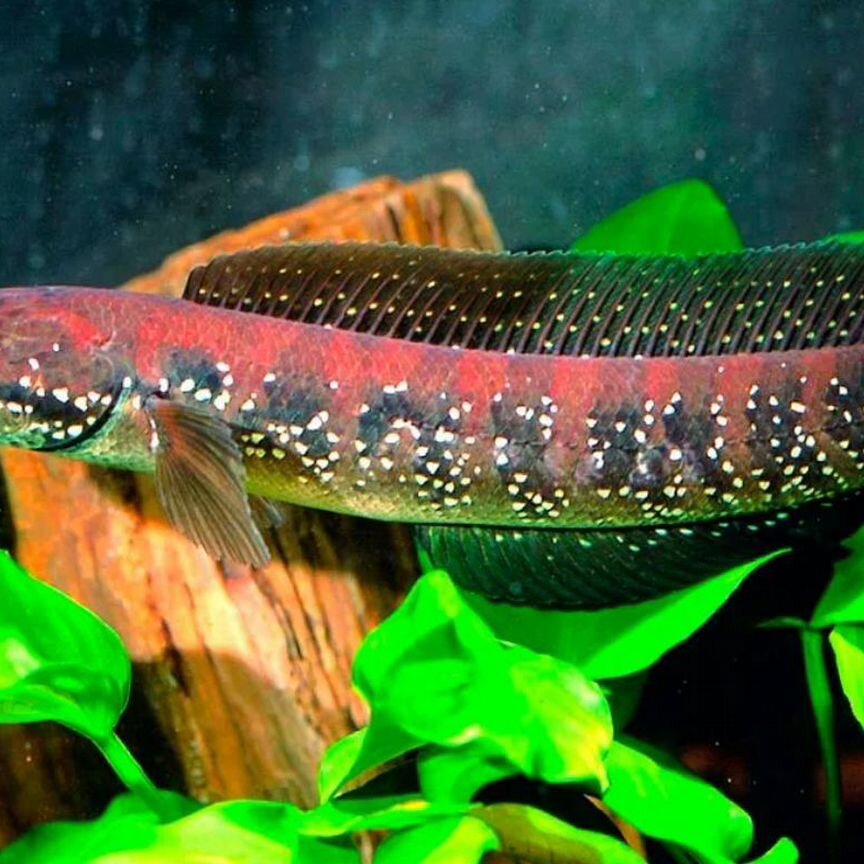 Змееголов, полиптерус