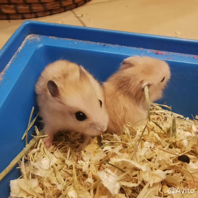 Джунгарские милые ручные хомячки