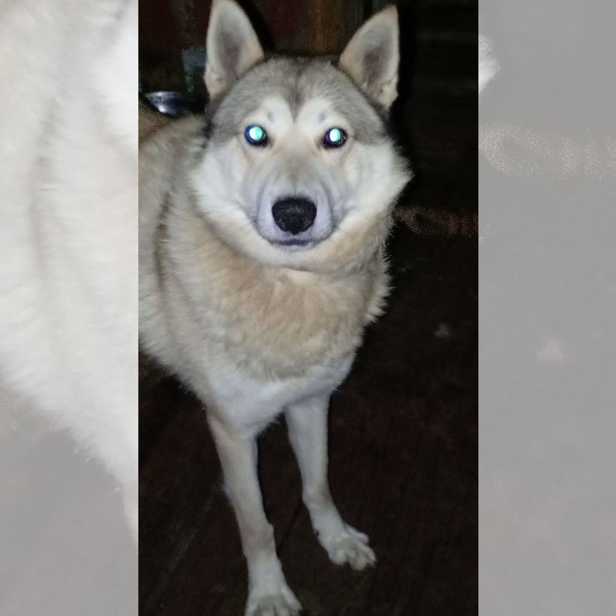 Западносибирская лайка, взрослый пёс