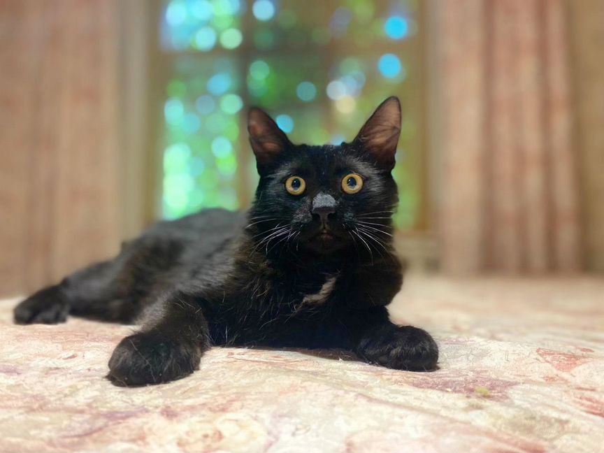 Котенок Веня, 5+ мес