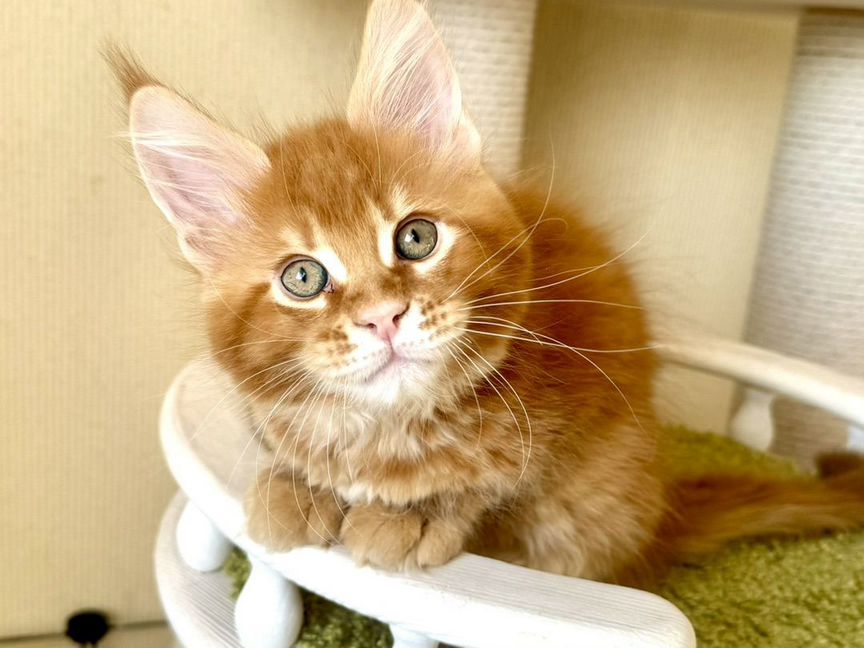Красный лисенок - котенок мейн-кун