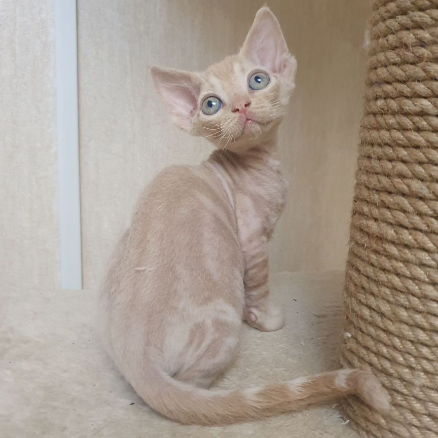 Девон-рекс котёнок