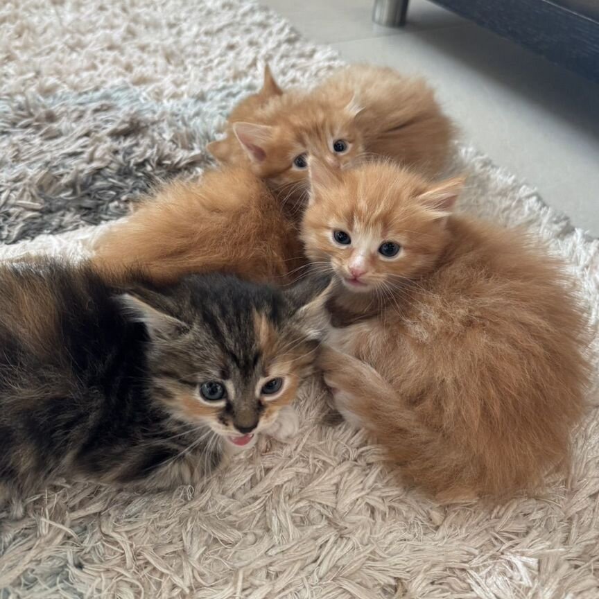 Котята