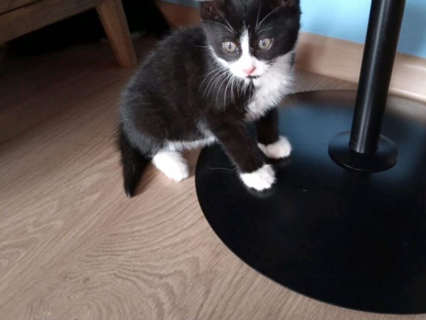 Котенок Тася