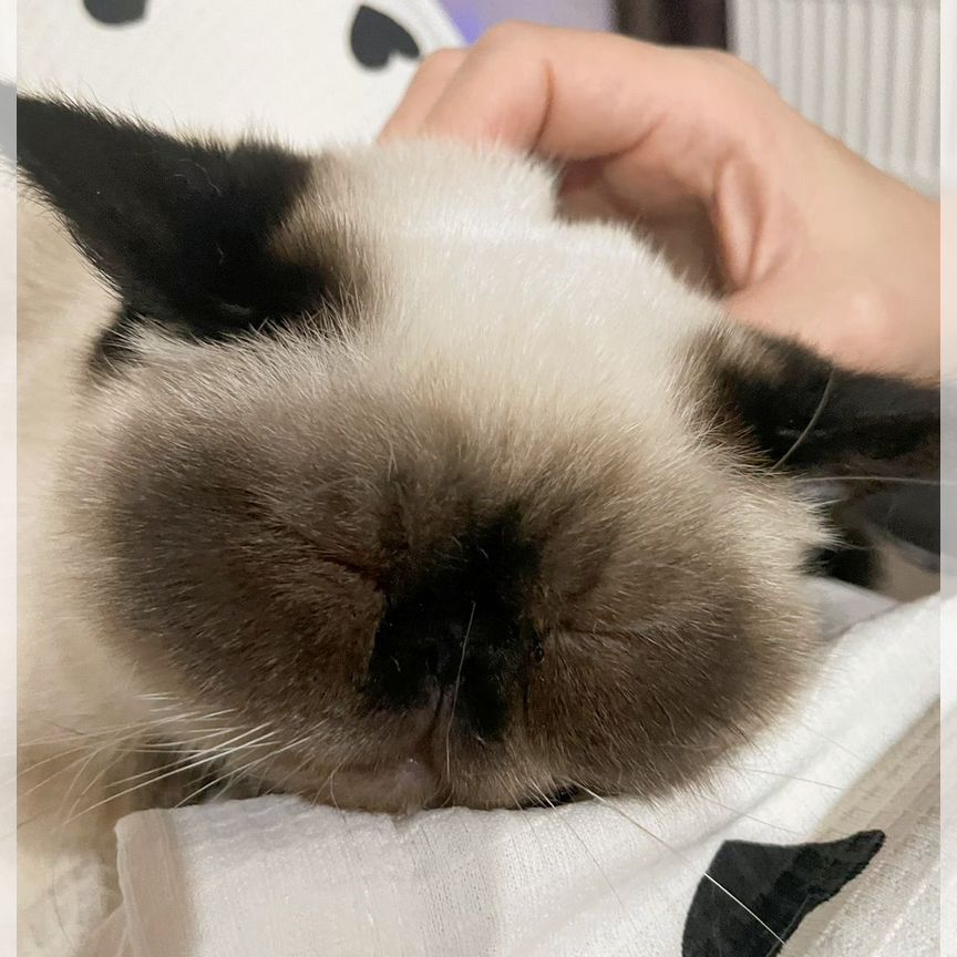 Кошка экзот, окрас орио