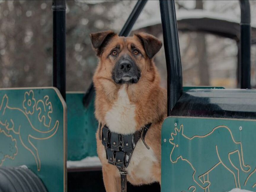 Марти Собака в добрые руки