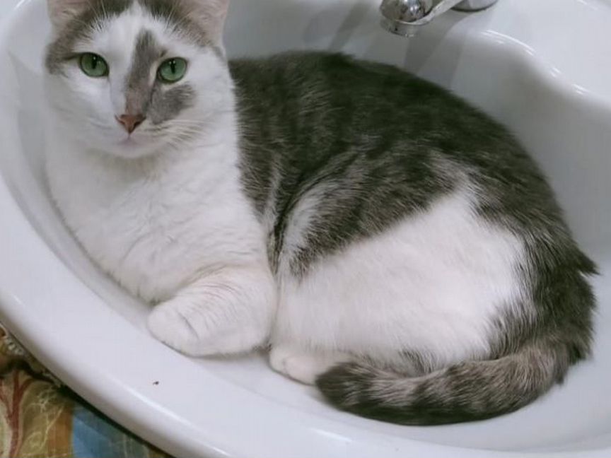 Котик, умеет ходить в унитаз