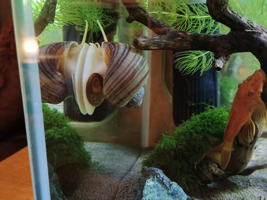 Меняю ампулярию, 5 неонов, 5 хелен)