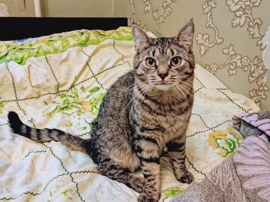 Отдам кота в добрые руки