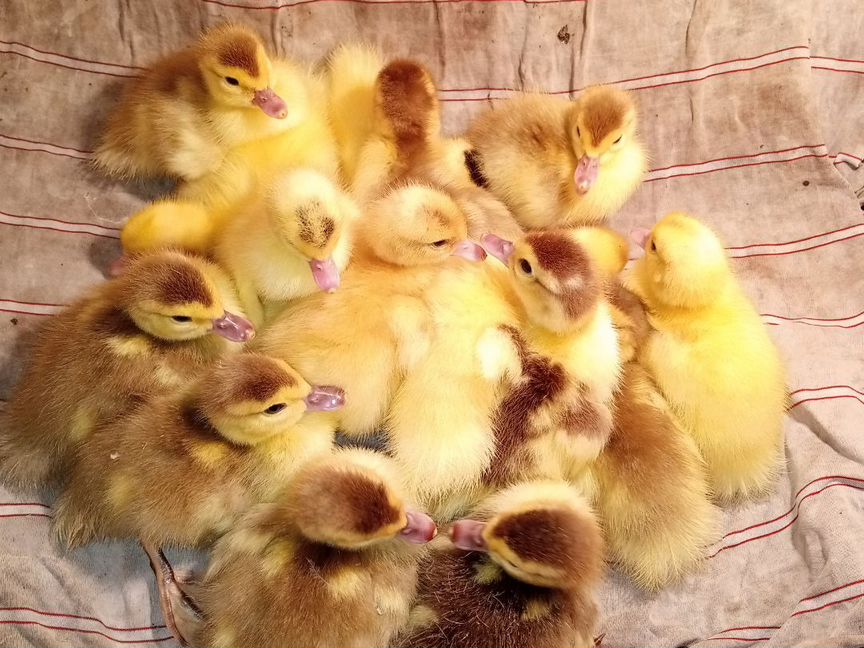 Мускусные утята индоутки