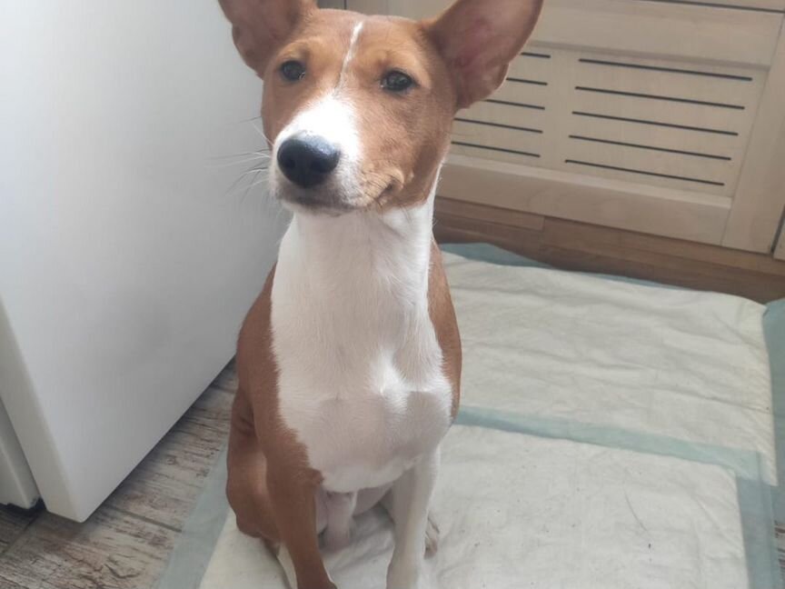 Щенок бассенджи в добрые руки