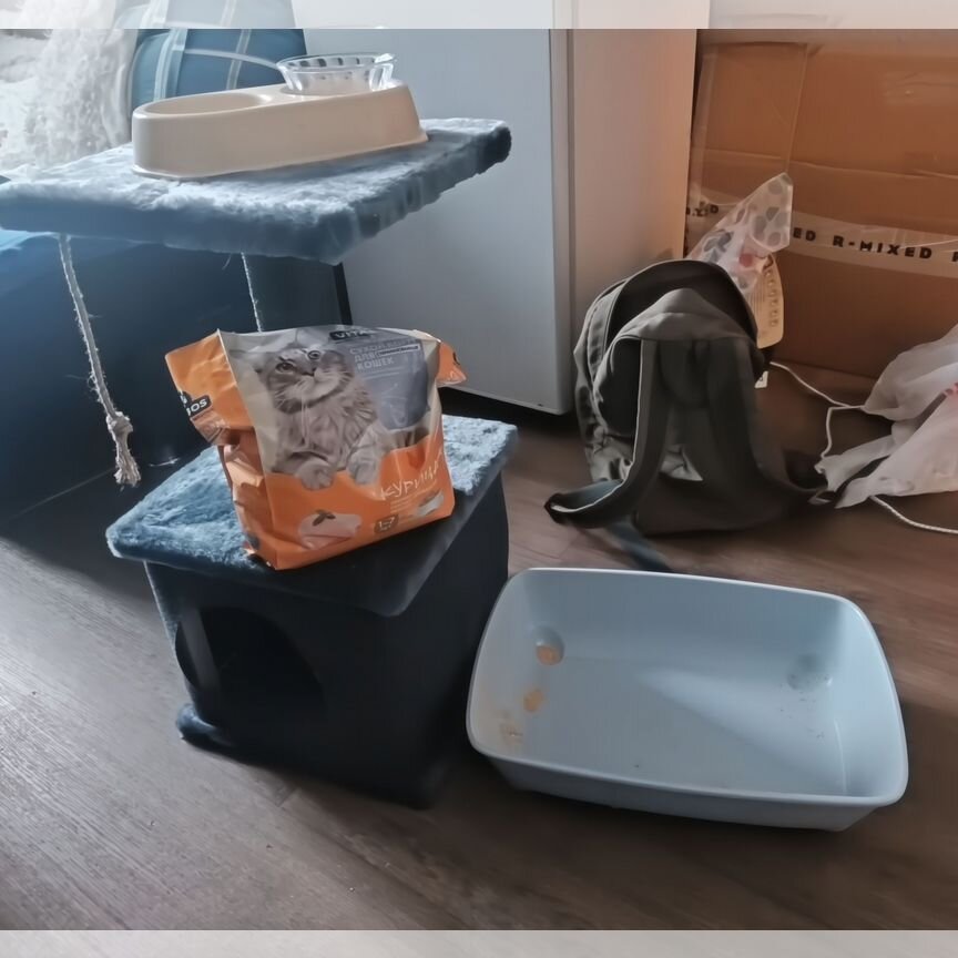 Кошачьи поиднодлежности