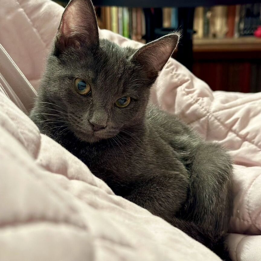 Котенок Ева ищет своих хозяев
