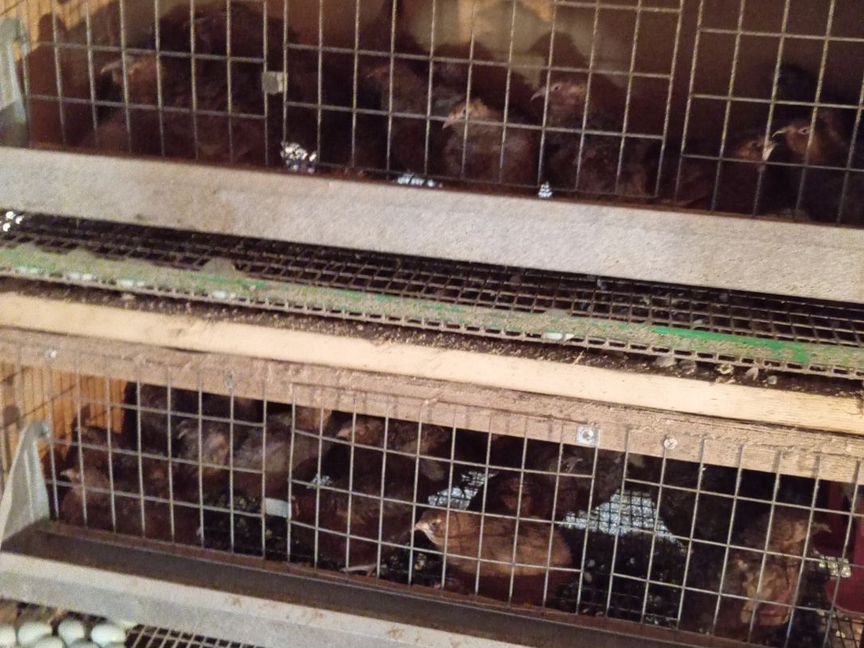 Перепела селадон