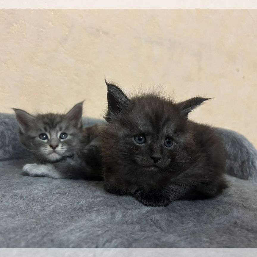 Котята мейн-кун