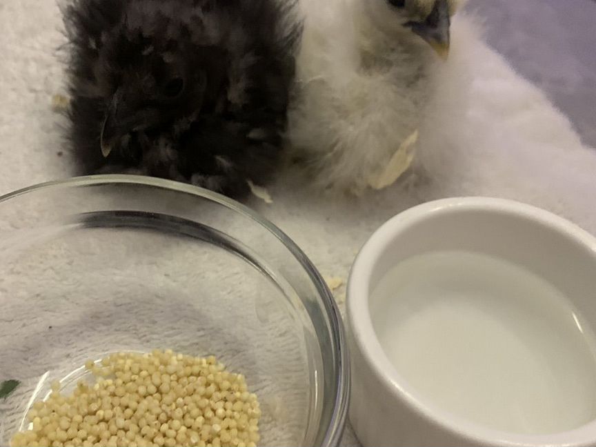 Цыплята породистые китайские шелковые