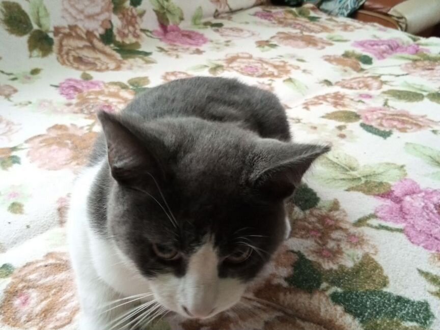 Котята в добрые руки бесплатно