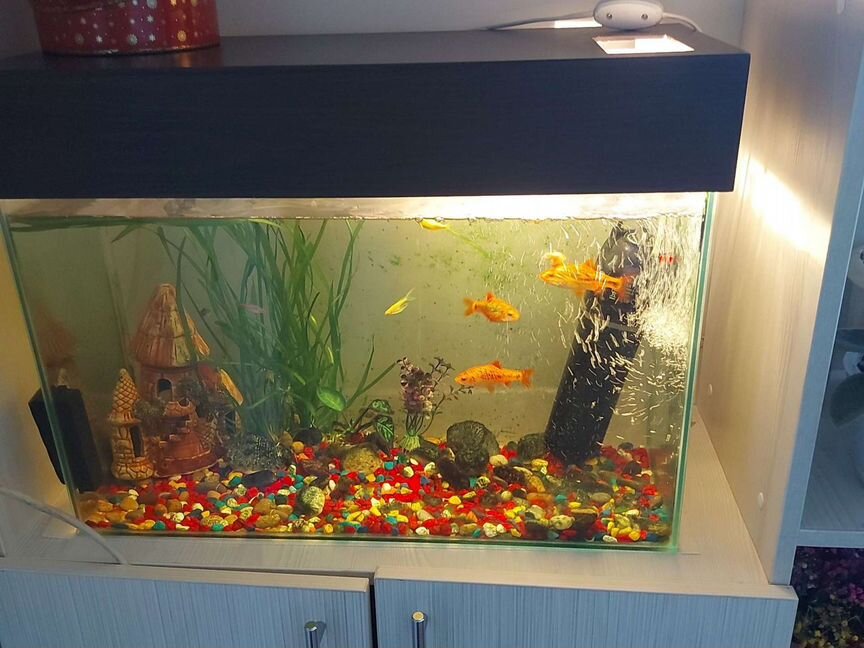 Аквариум, рыбки, растения