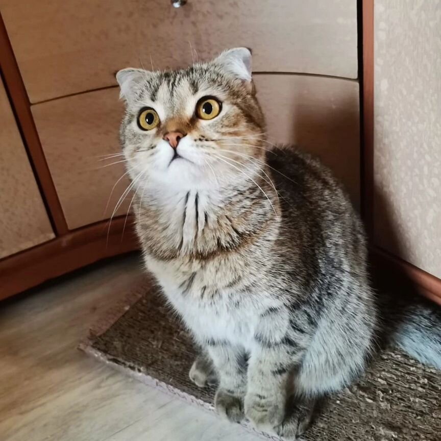 Девочка ищет семью