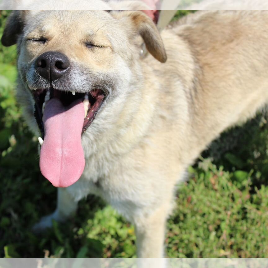 Собака бесплатно в добрые руки