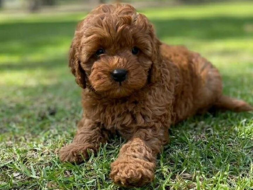 Мальтипу ф1 девочка