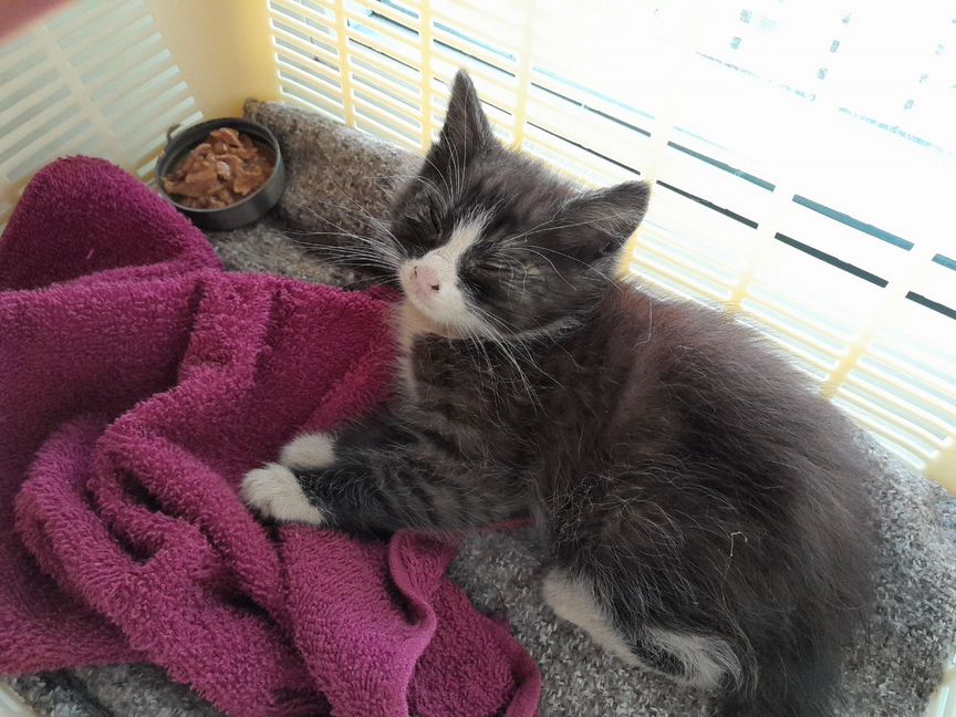 Котëнок в добрые руки