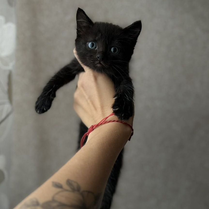 Котята