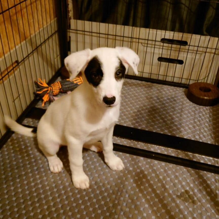 Маленький щенок в добрые руки бесплатно